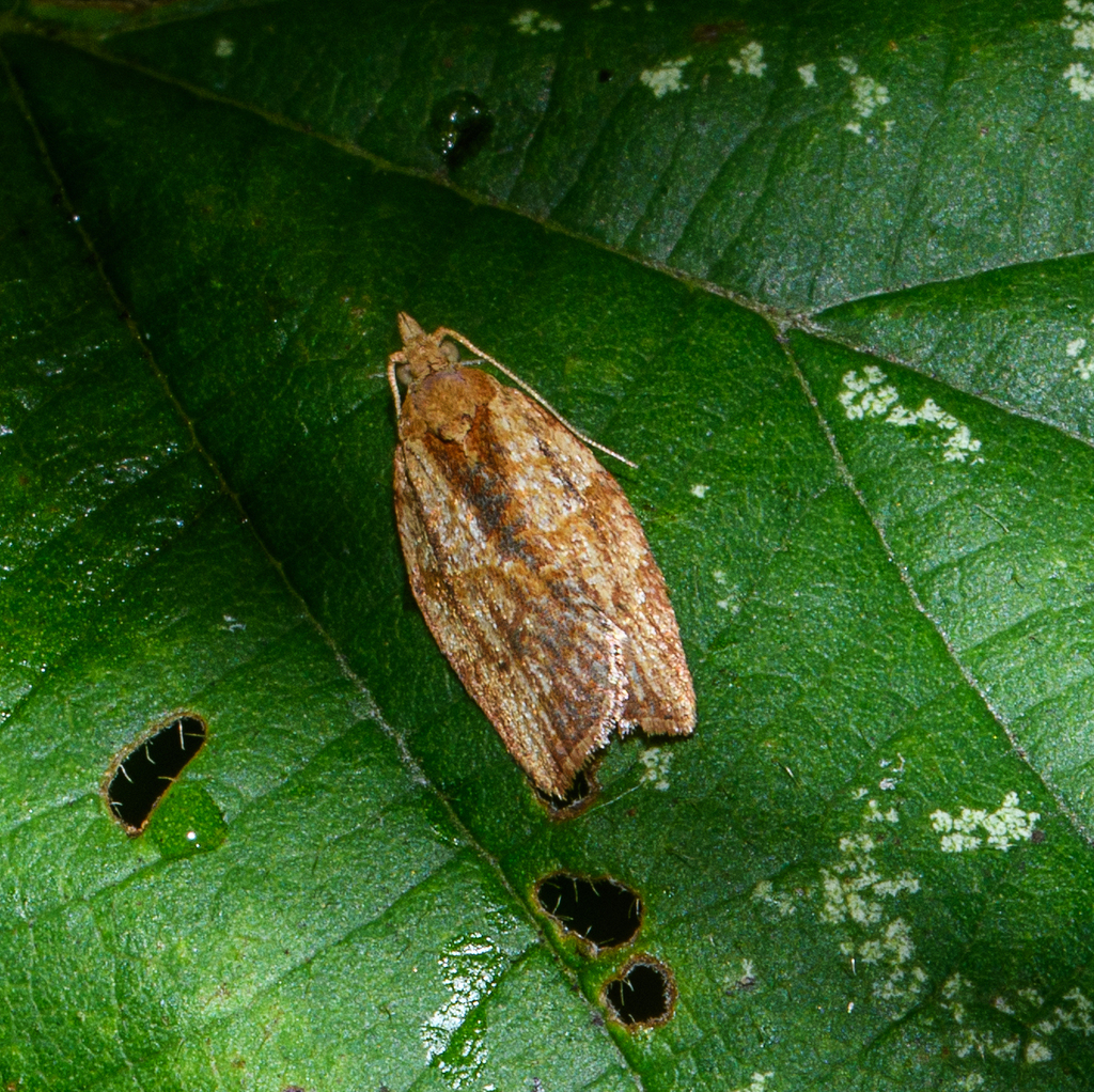 Light Brown Apple Moth from Paekākāriki, New Zealand on January 30 ...