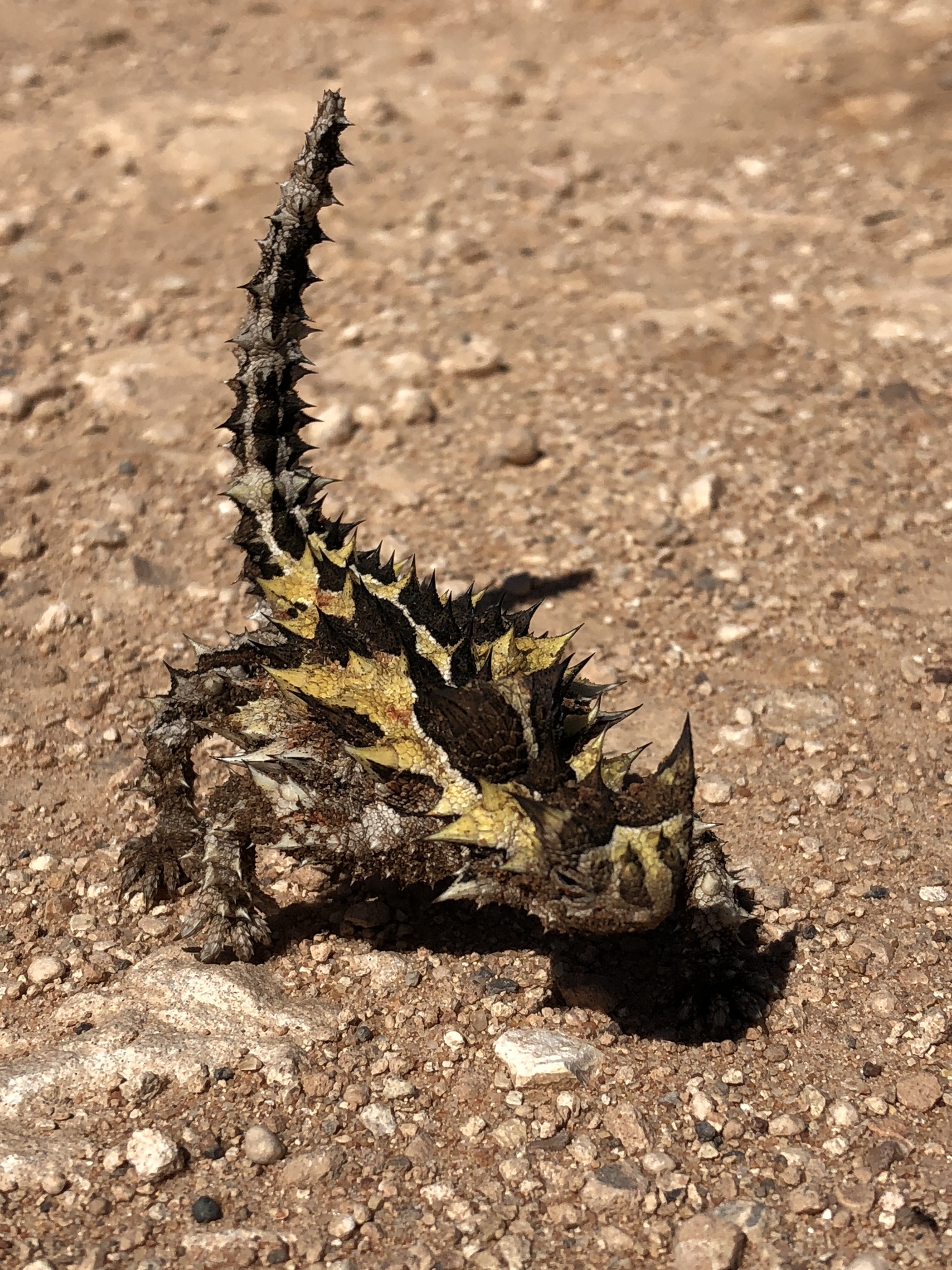 Moloch horridus Gray, 1841