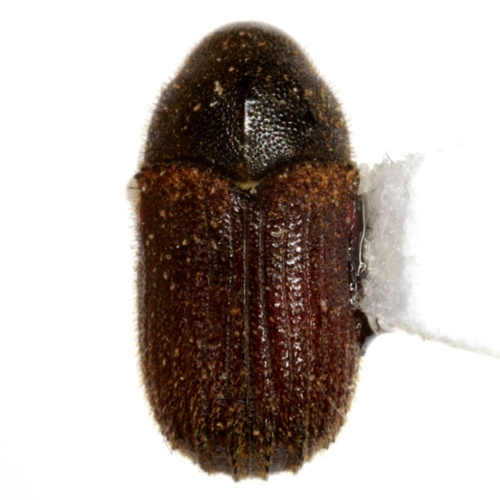 Juniper Bark Weevil (Phloeosinus scopulorum) · iNaturalist United Kingdom