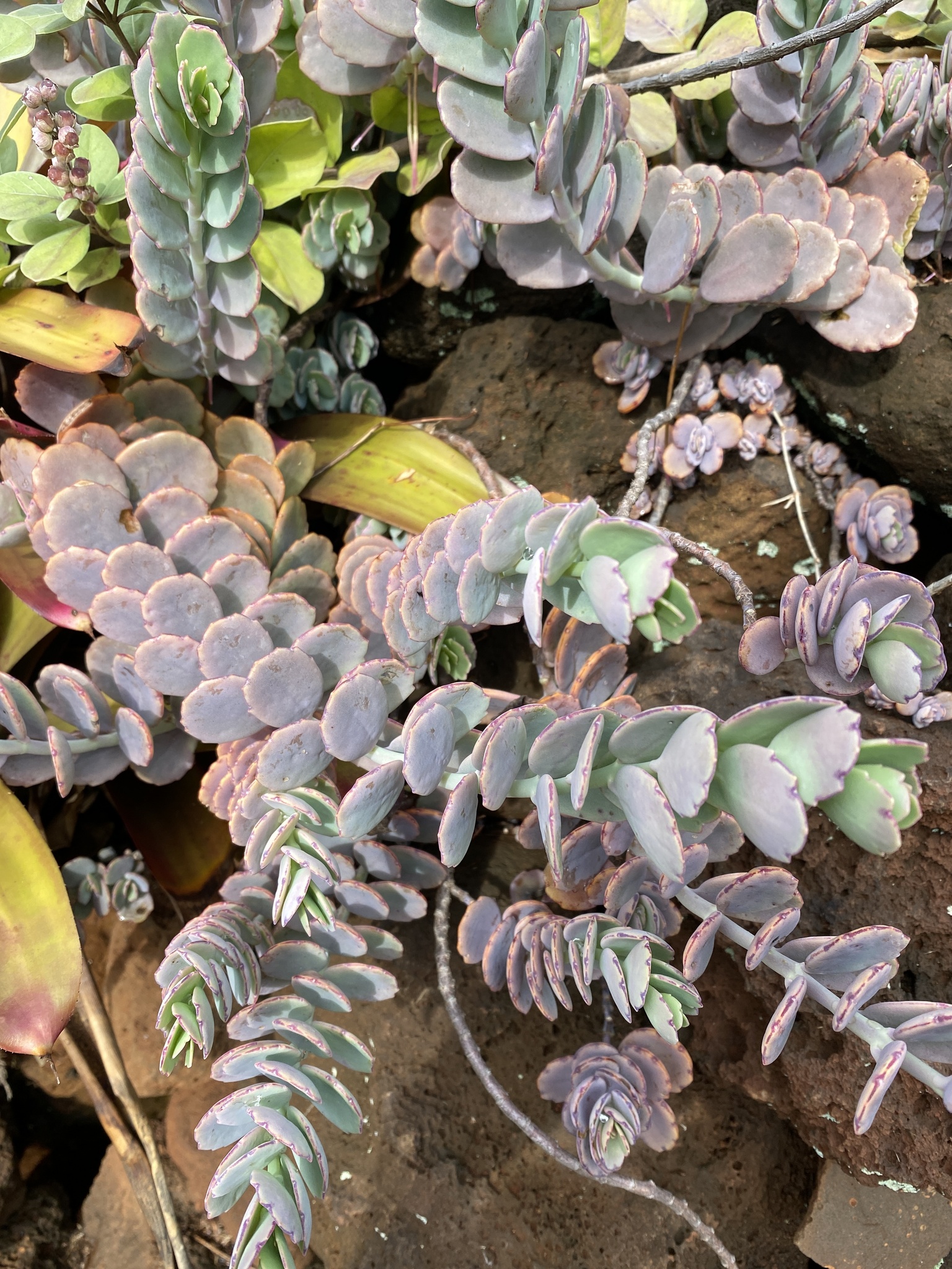 Kalanchoe fedtschenkoi Raym.-Hamet & Perrier