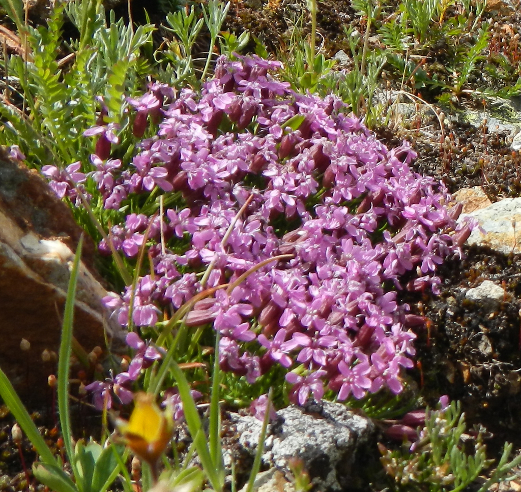 Moss Campion from San Juan County, CO, USA on August 12, 2015 by Dawn ...