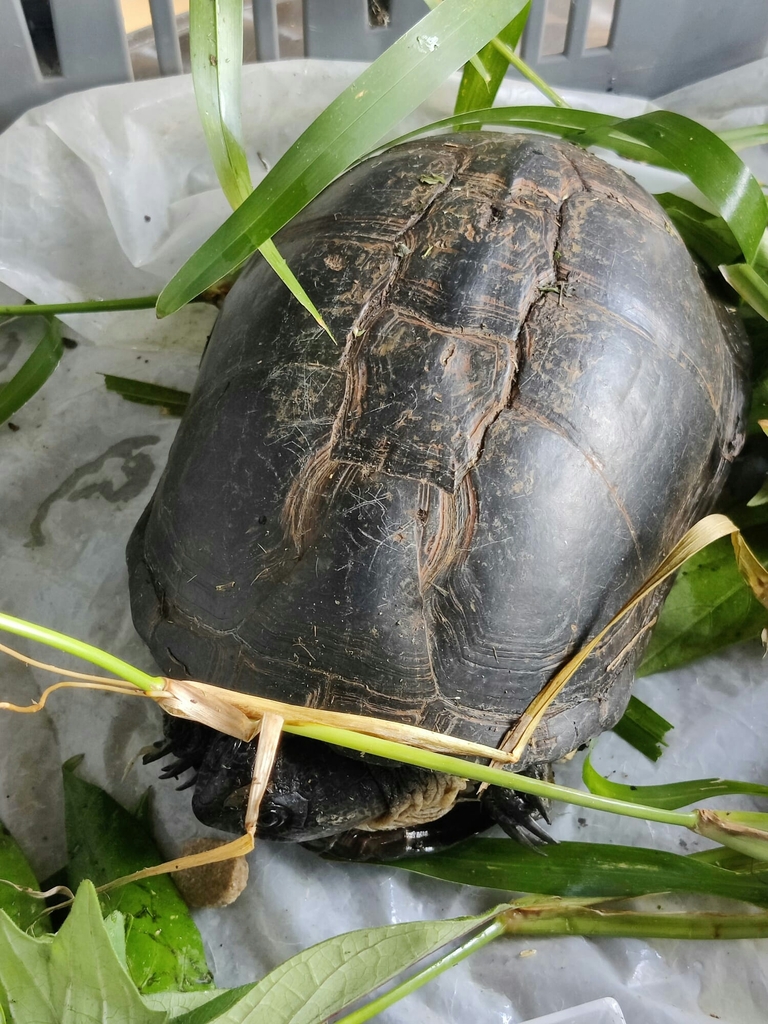 West African Mud Turtle from 97120, Guadeloupe on January 31, 2023 by ...
