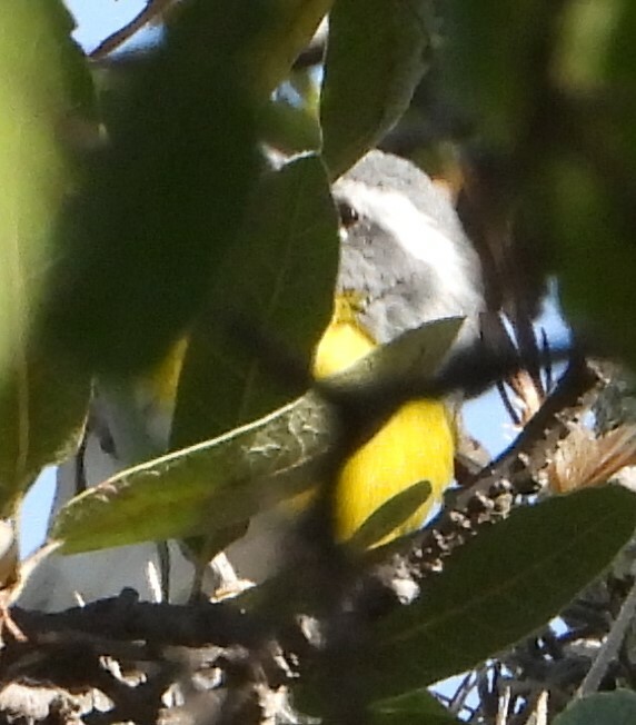 Oreothlypis superciliosa (Hartlaub, 1844)