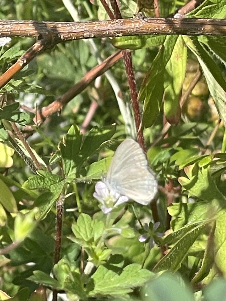 Lesser Grass Blue from William St, Koo Wee Rup, VIC, AU on January 30 ...