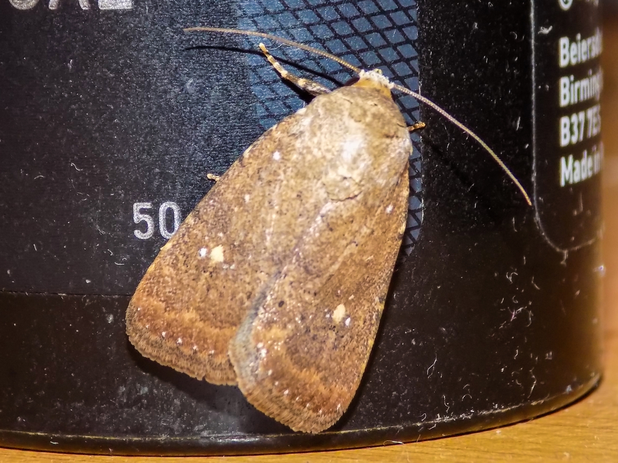 Amyna axis Guenée, 1852