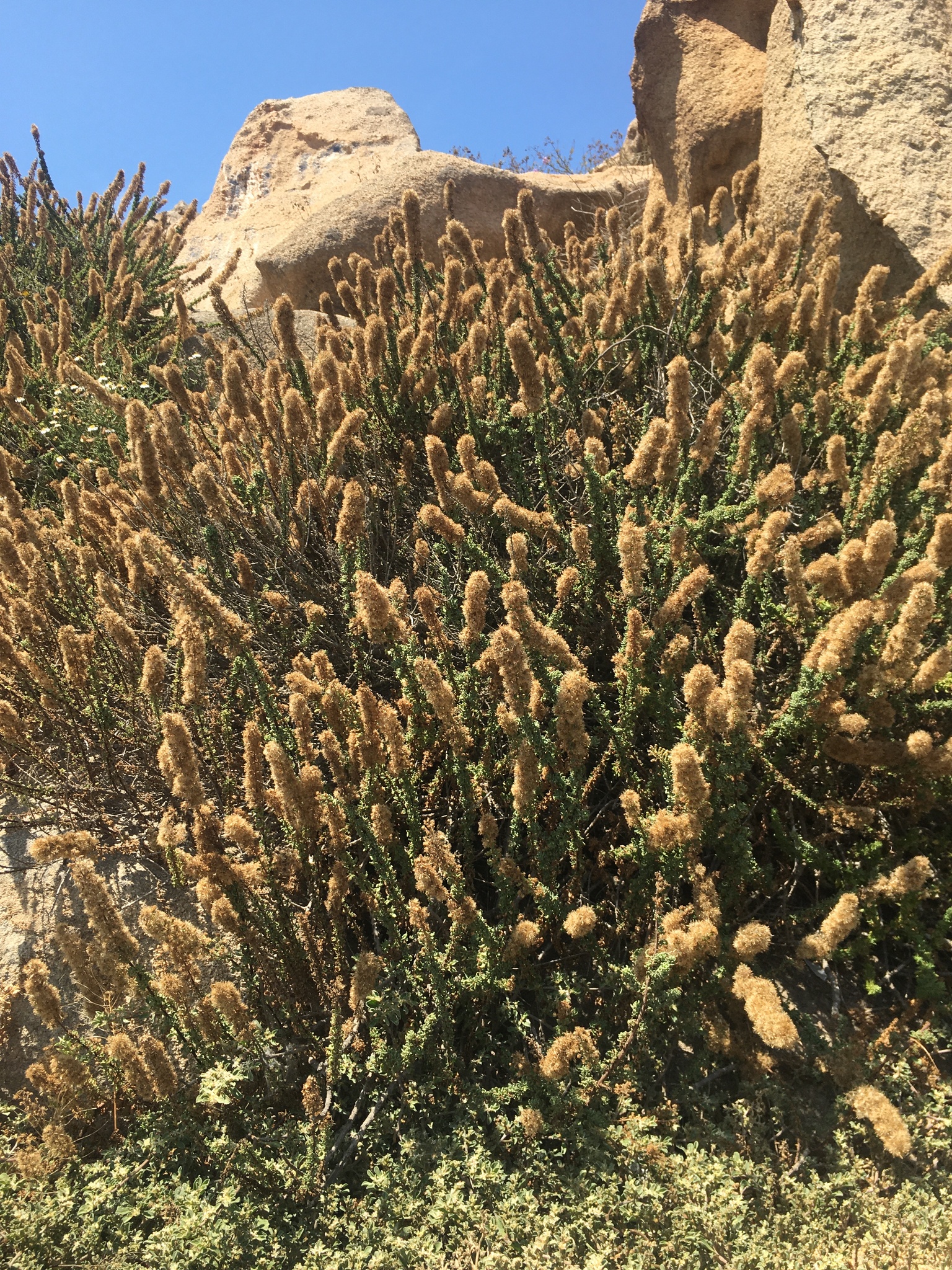 Ophryosporus triangularis Meyen