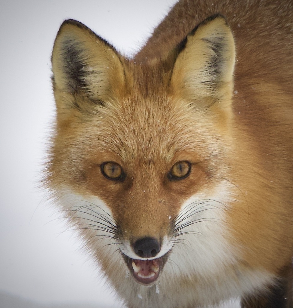 Red Fox (Vulpes vulpes) - Know Your Mammals