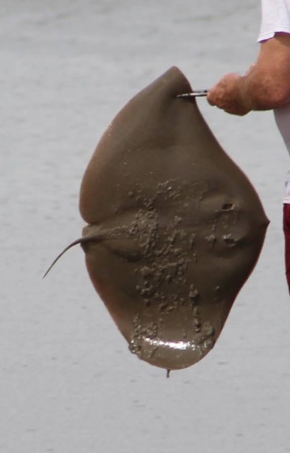 Lessa's Butterfly Ray from Nueces County, US-TX, US on September 22 ...