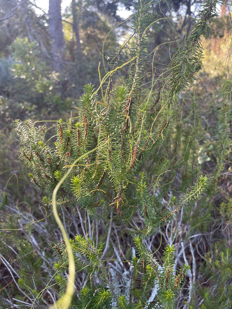 Florida rosemary from Boynton Beach, FL, US on January 31, 2023 at 04: ...