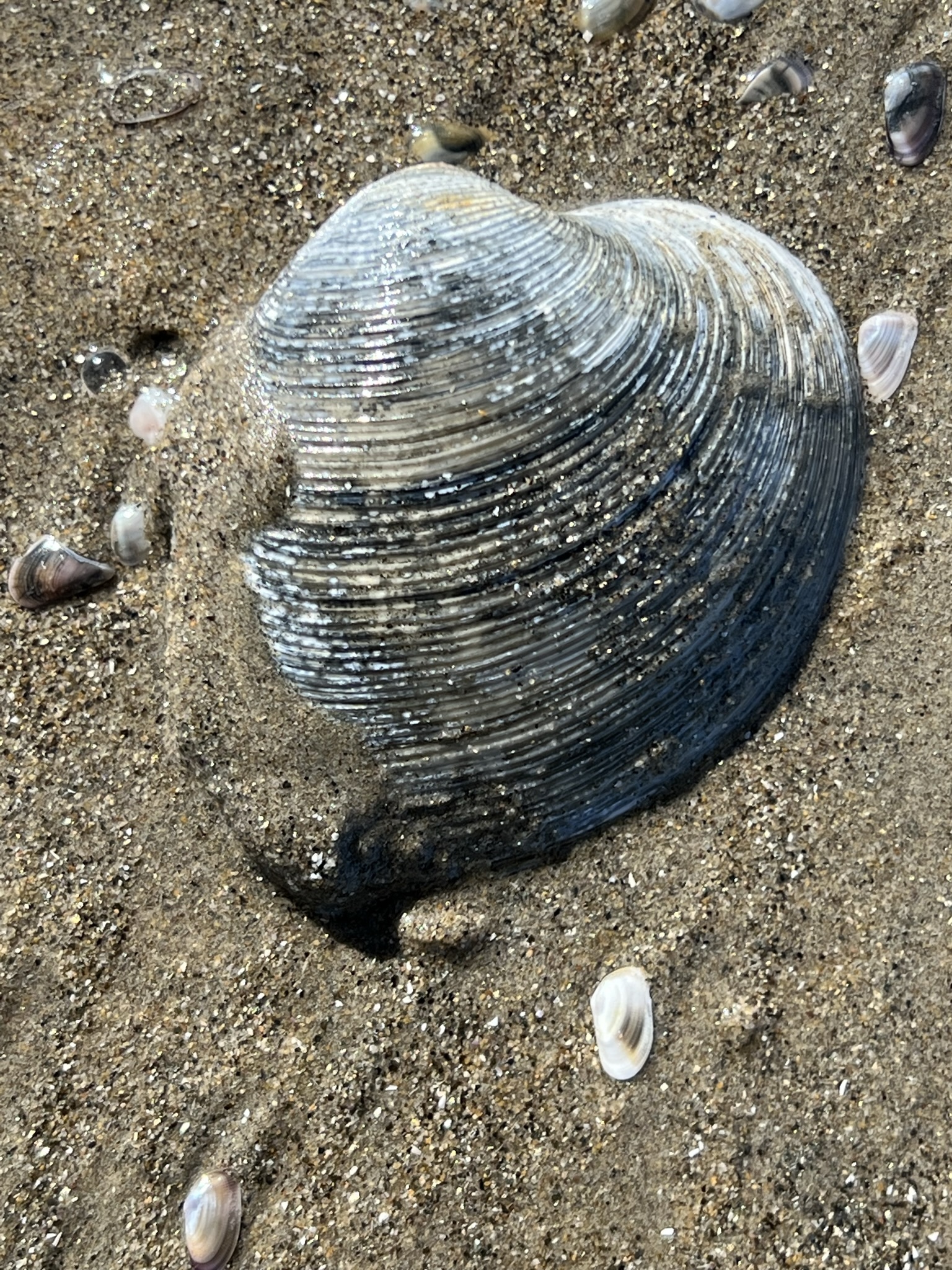 Amiantis callosa (Conrad, 1837)