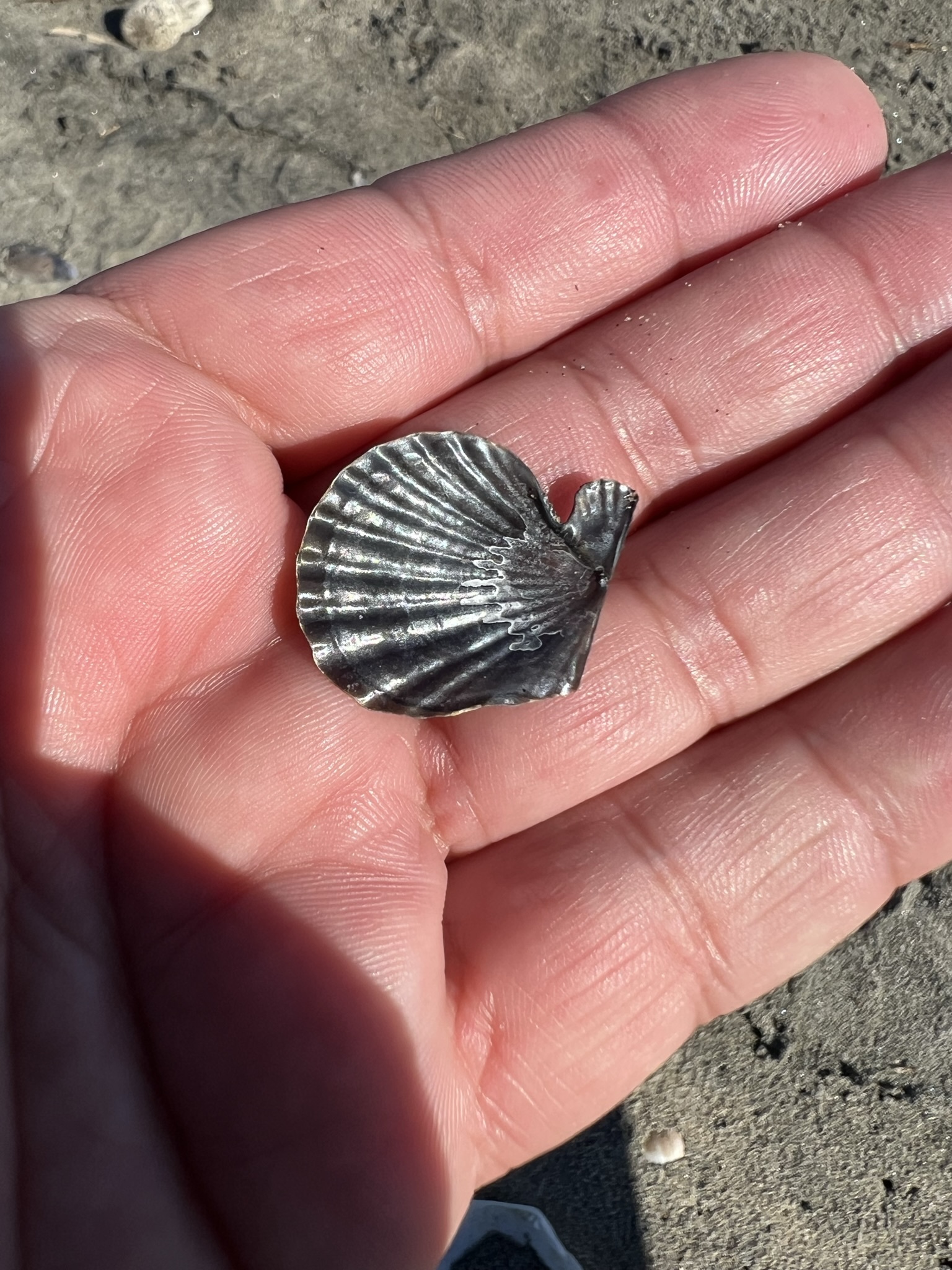 Leptopecten latiauratus (Conrad, 1837)