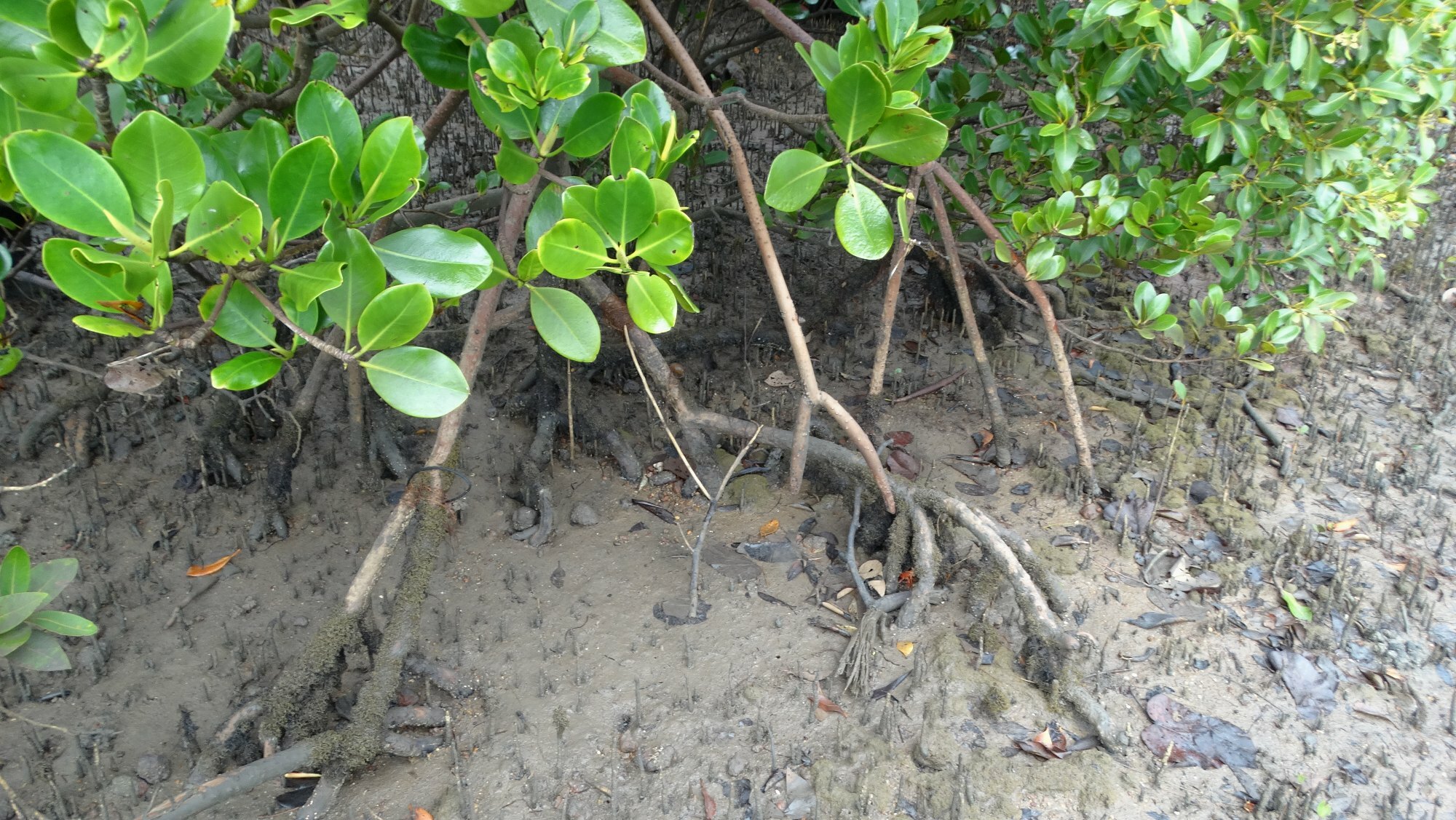 Rhizophora stylosa Griffith