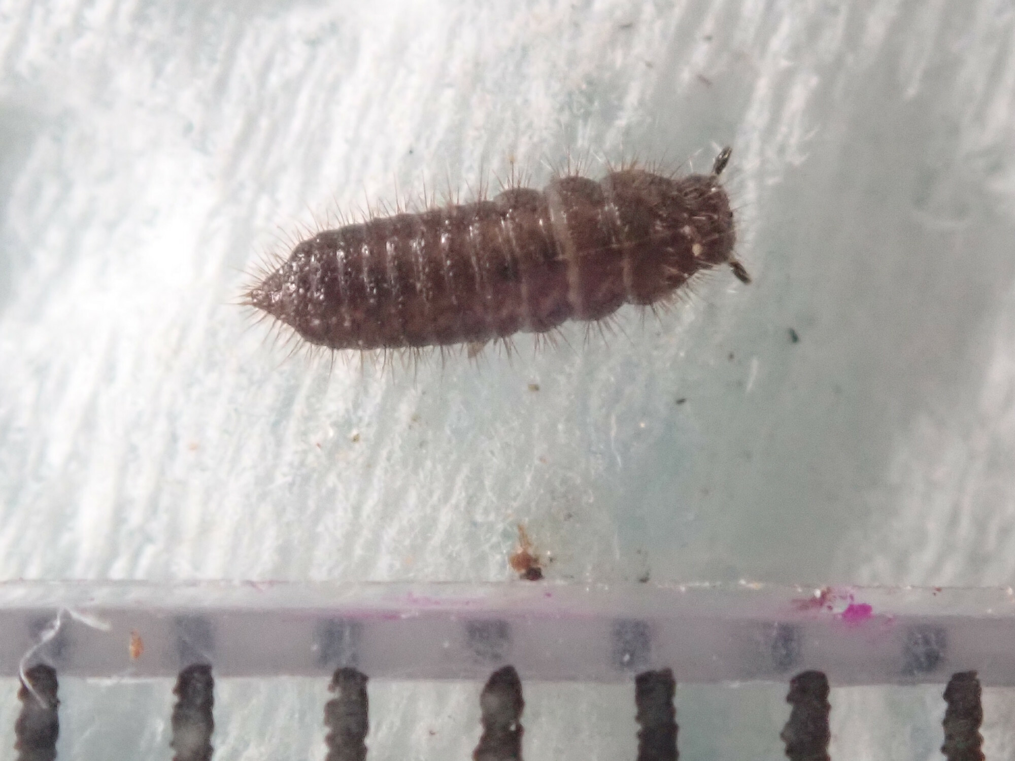 Lagria hirta (Linnaeus, 1758)