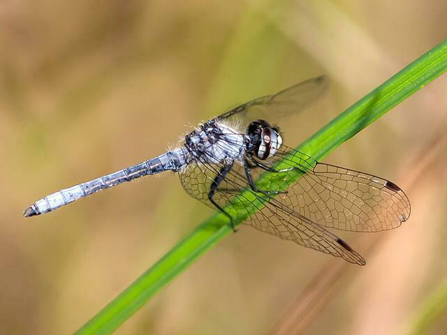 Elfin Skimmer from Cranberry Bog Park, Riverhead, NY 11901, USA on July ...