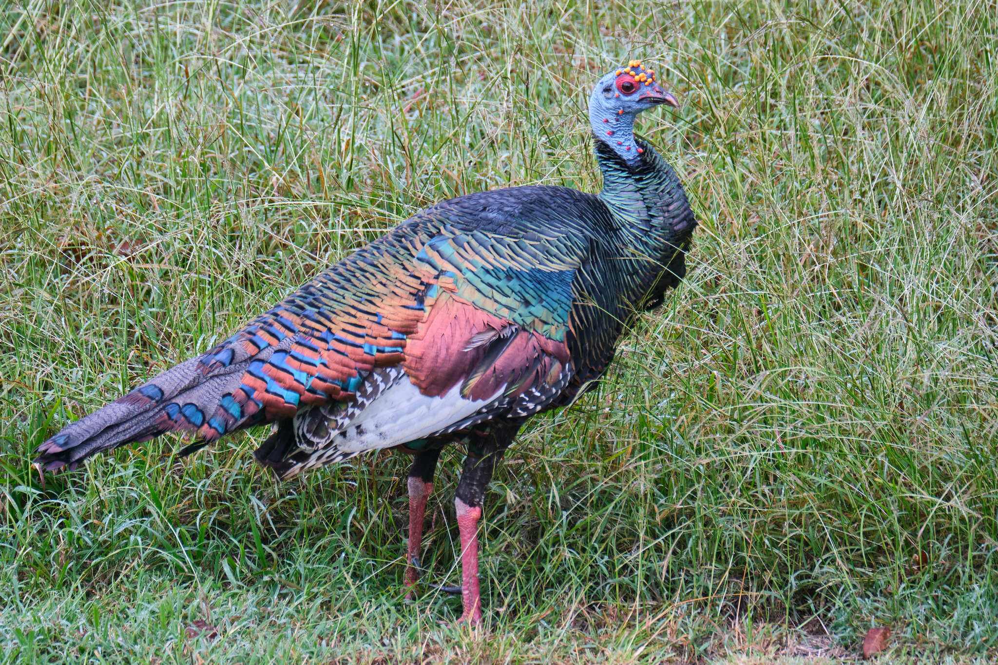 Meleagris ocellata Cuvier, 1820