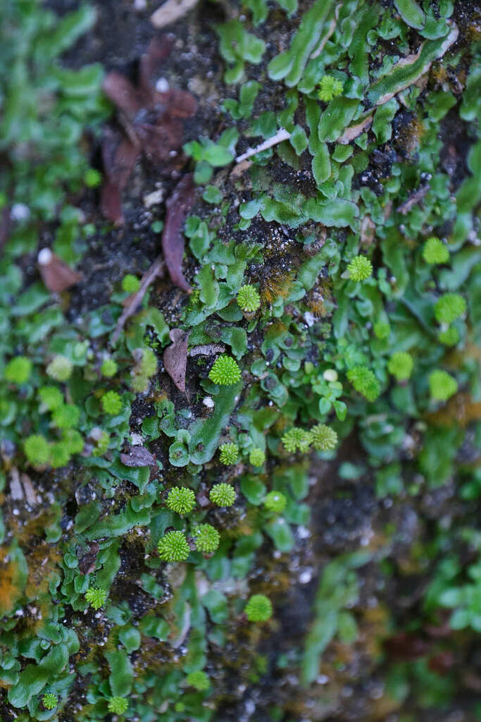 Asterella echinella from Cayo, Belize on January 23, 2023 at 10:28 AM ...