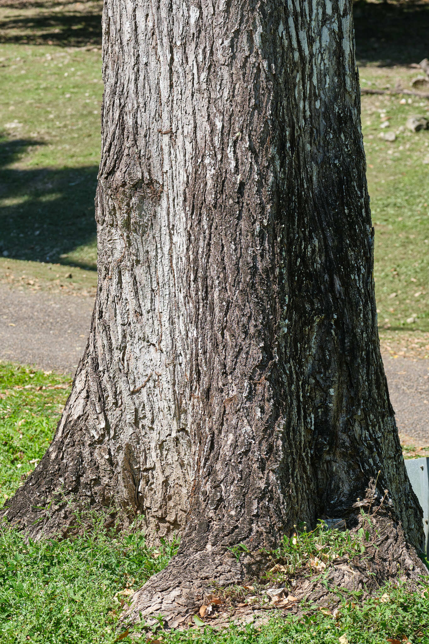 Cedrela odorata L.
