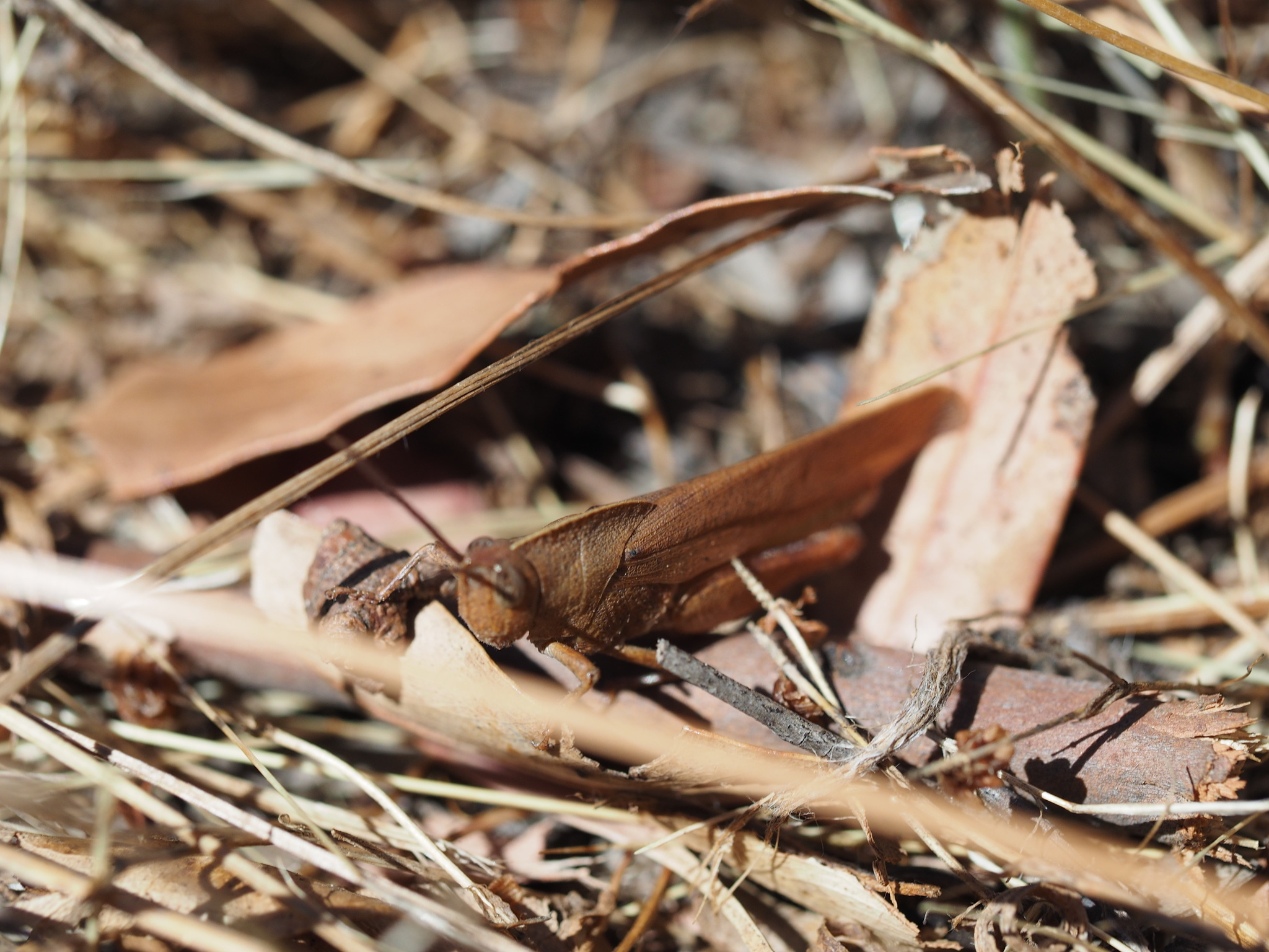 Goniaea australasiae (Leach, 1814)