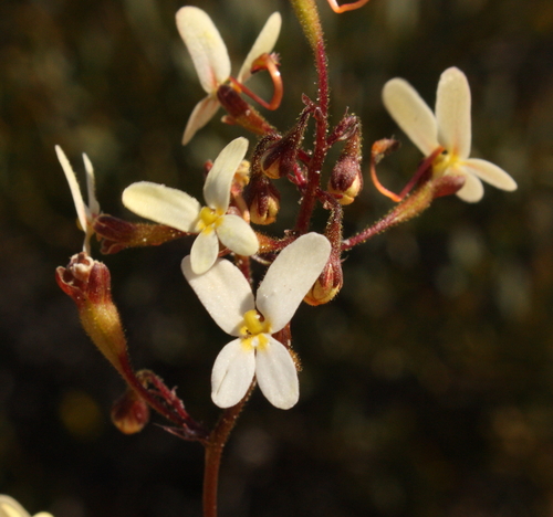 pink butterfly triggerplant (Stylidium miniatum) · iNaturalist