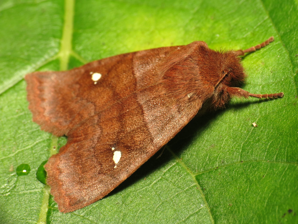 Straight-toothed Sallow (Moths and Butterflies of Massachusetts ...