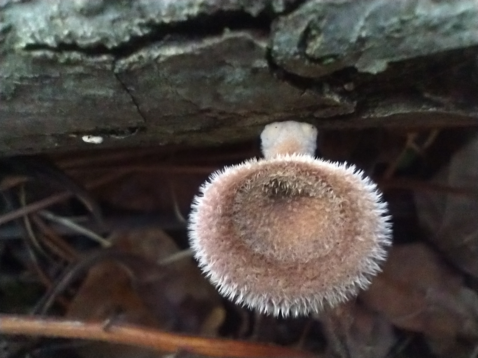 Panus neostrigosus Drechsler-Santos & Wartchow