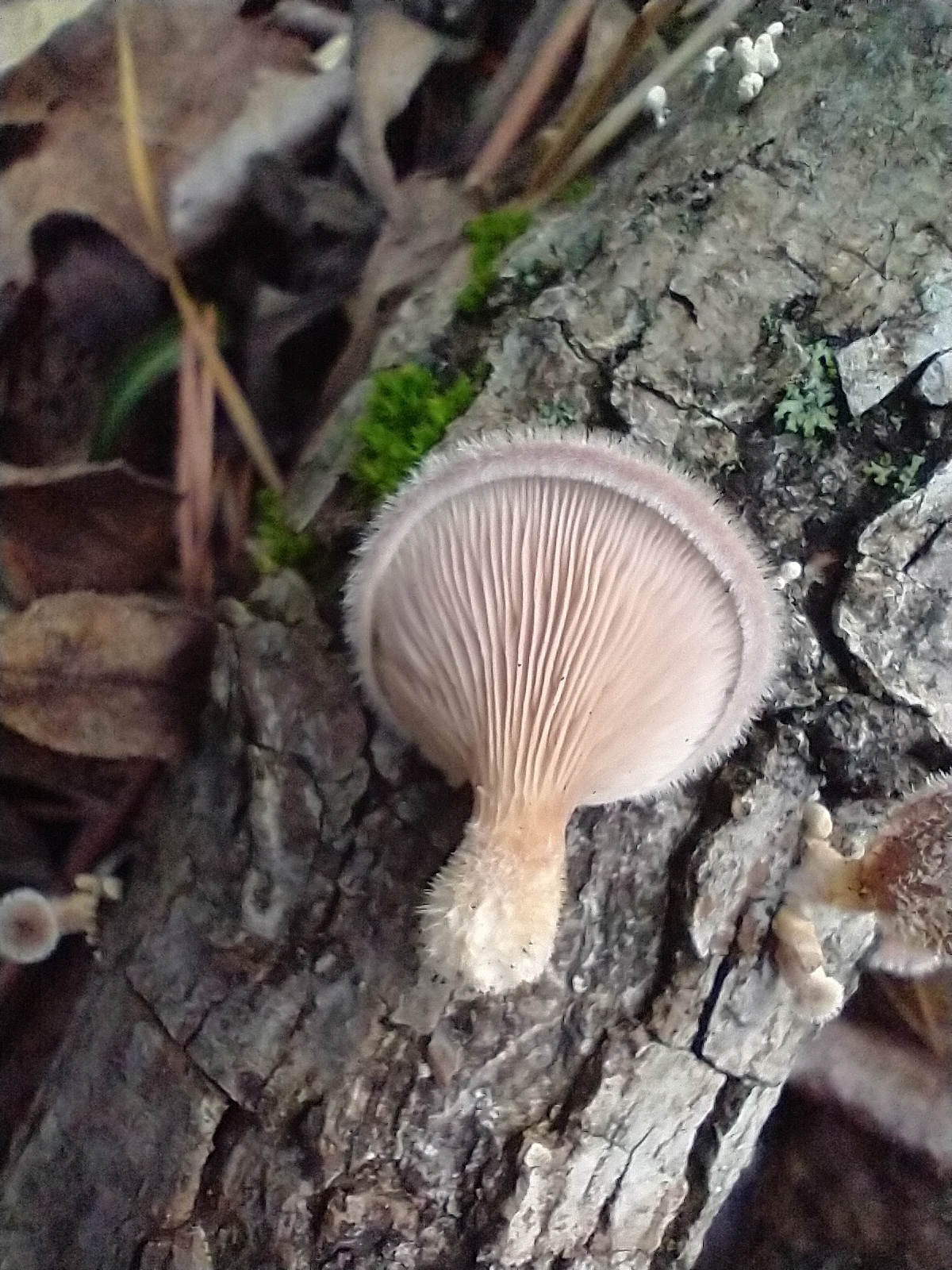 Panus neostrigosus Drechsler-Santos & Wartchow