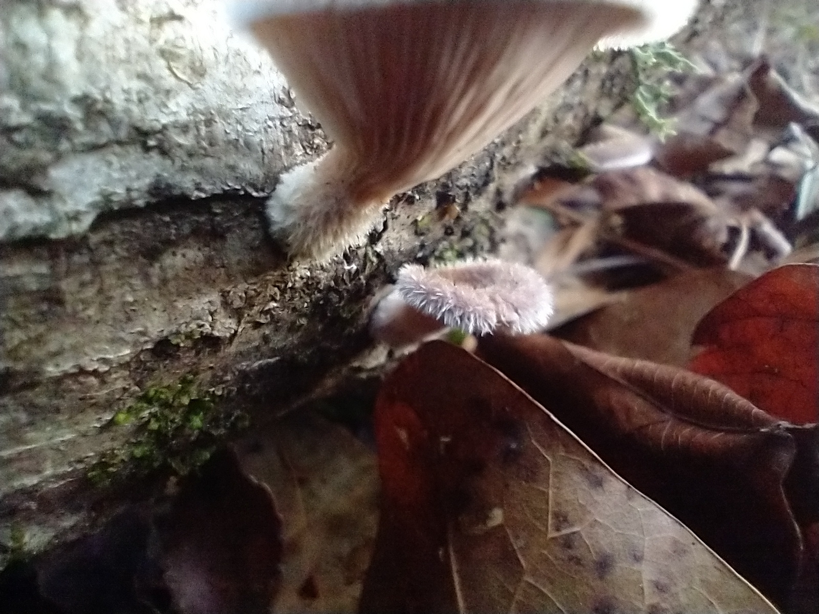 Panus neostrigosus Drechsler-Santos & Wartchow