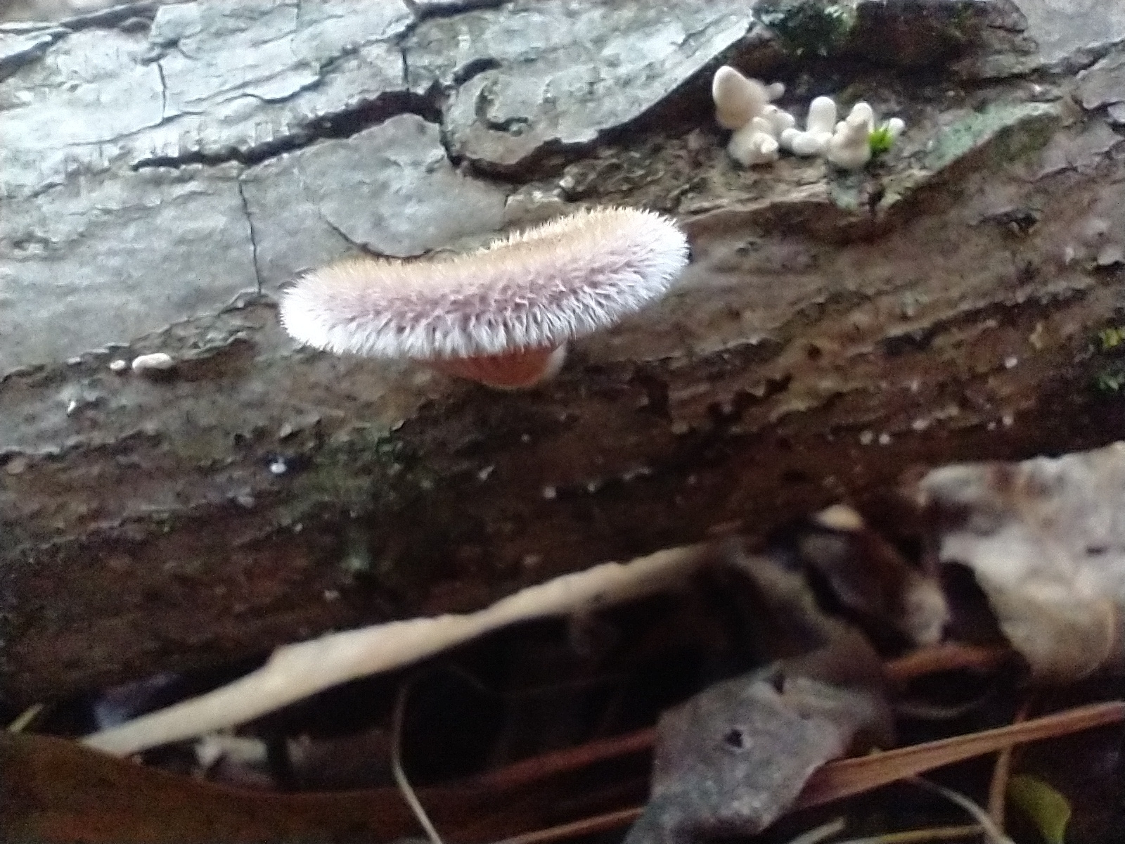 Panus neostrigosus Drechsler-Santos & Wartchow