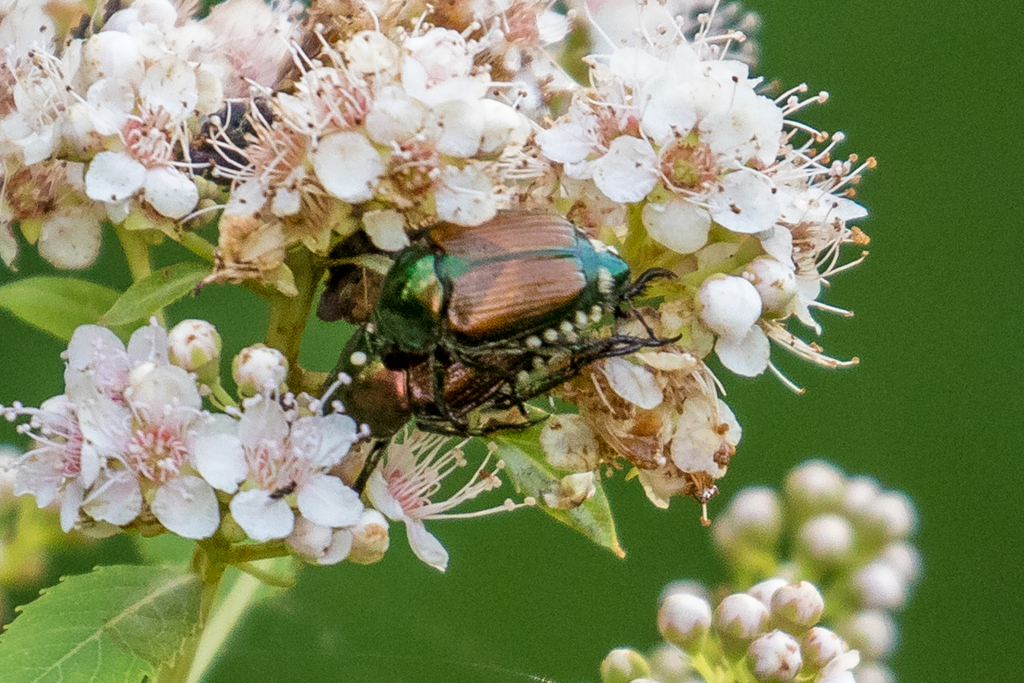 Winsome Fly from Magog, QC, Canada on July 24, 2018 at 07:30 AM by John ...