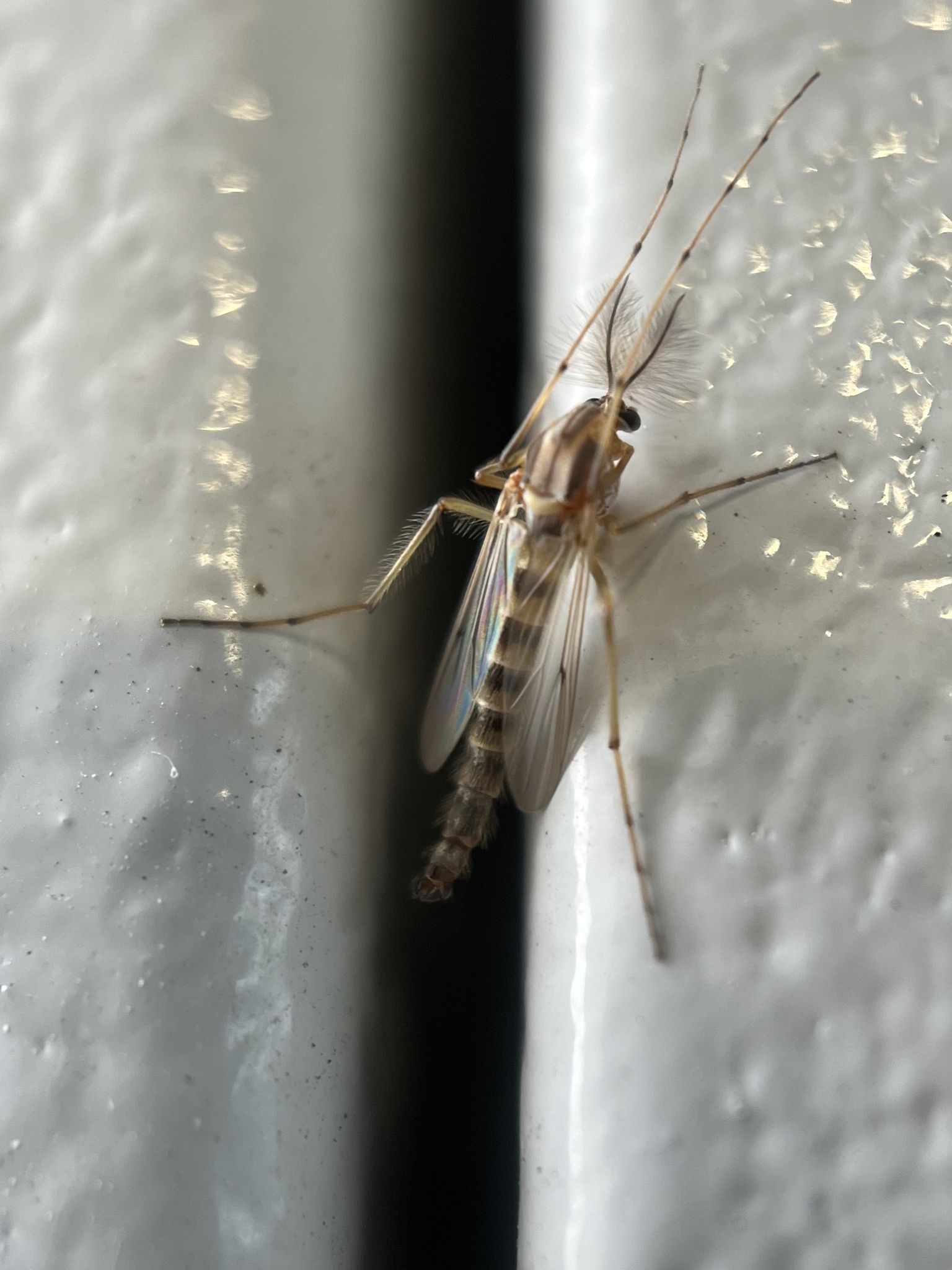 Chironomidae