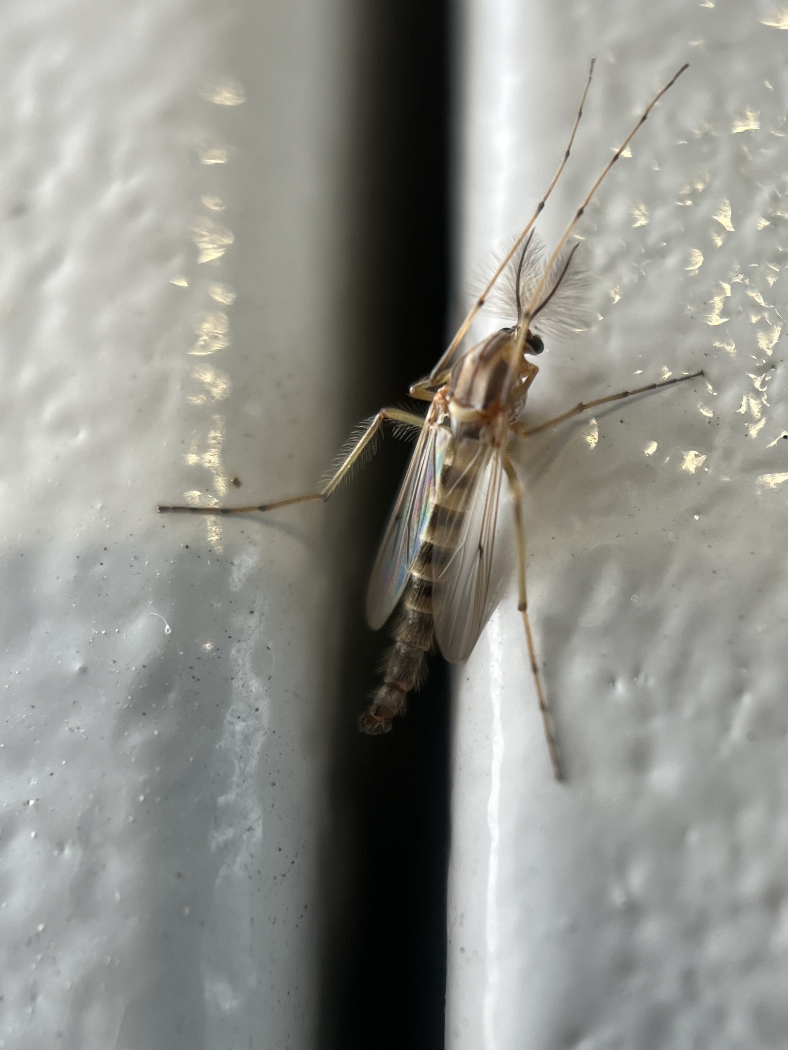 Chironomidae