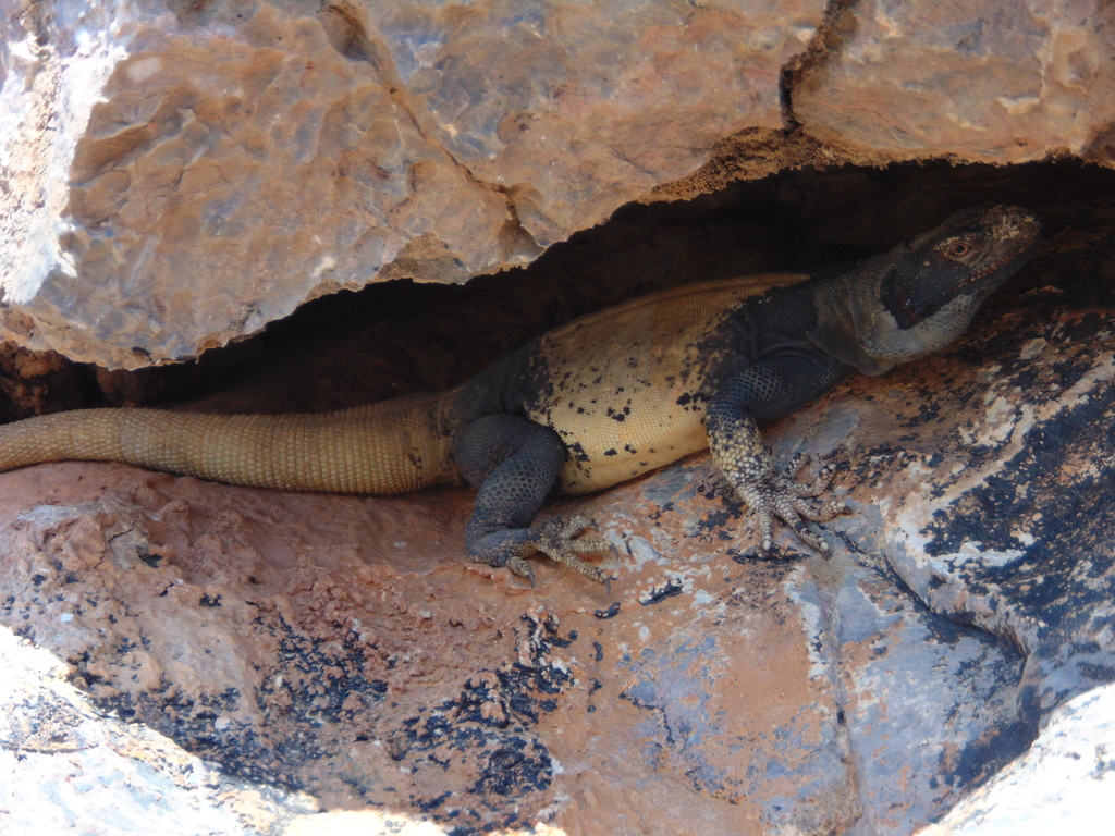 Common Chuckwalla from Caborca, Son., México on September 23, 2018 at ...
