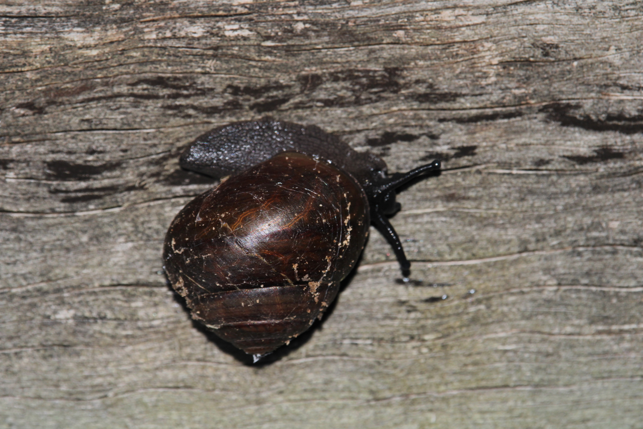 Sphaerospira Mörch, 1867