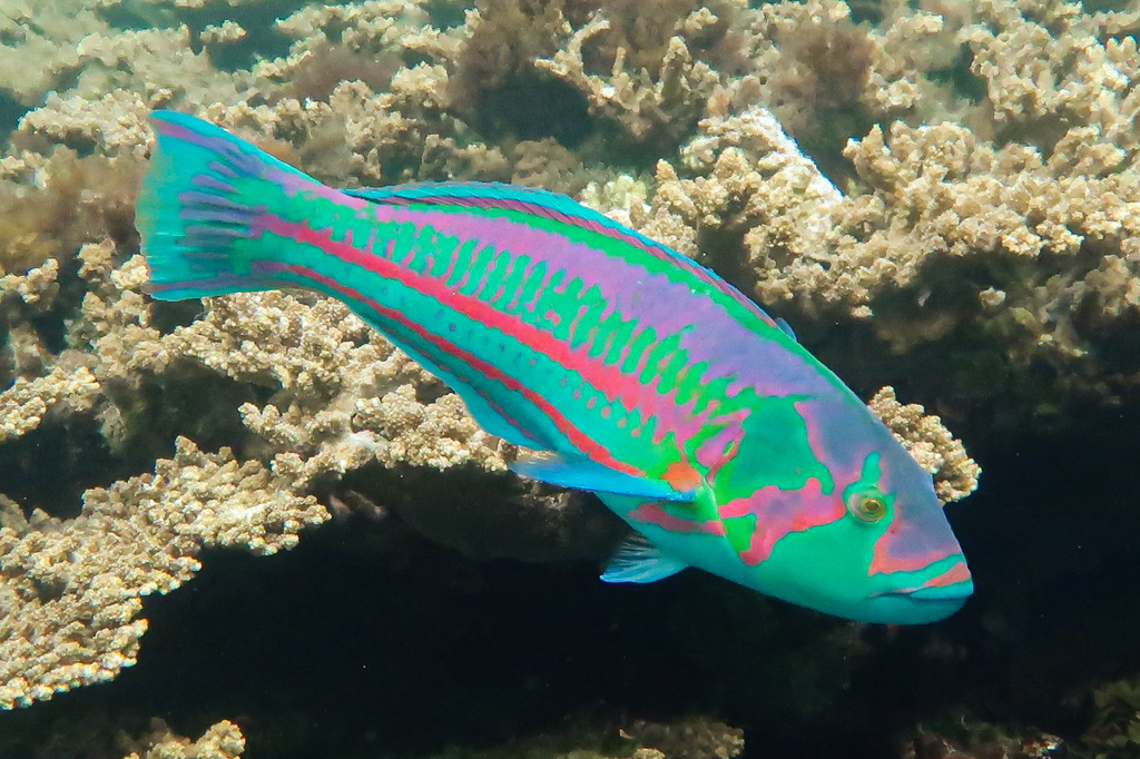 Surge Wrasse (Wildlife of the United States - Fish Pt.3) · iNaturalist