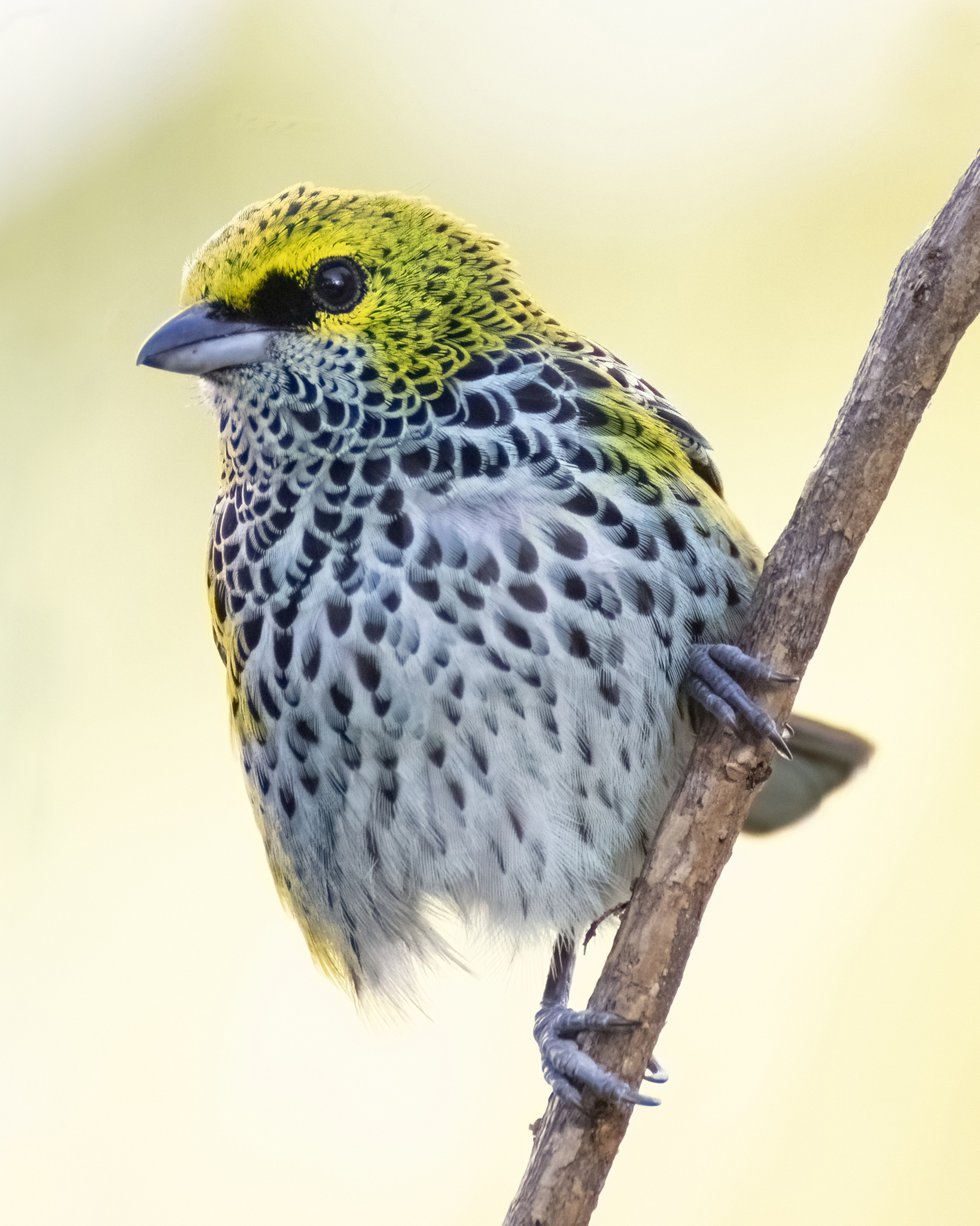 Tangara guttata (Cabanis, 1850)