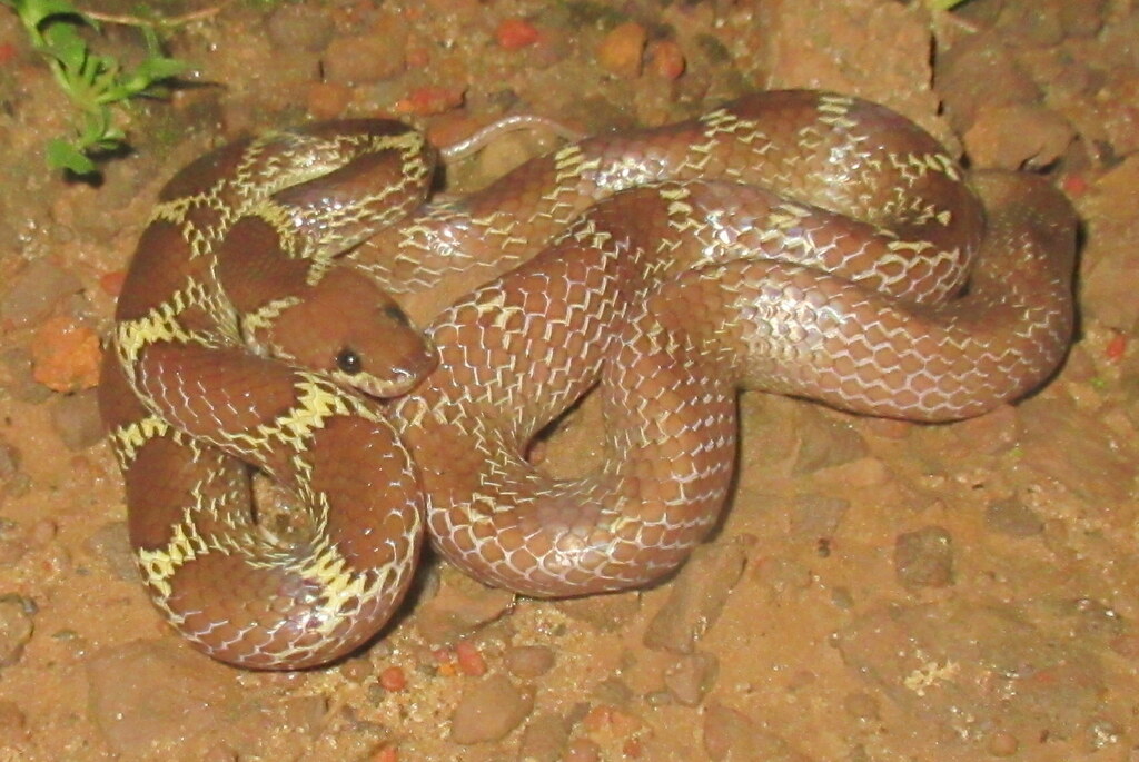 Indian Wolf Snake from 8RPF+MFJ, Sreemangal - Bhanugach Rd, Kamalganj ...