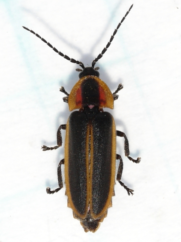 Silent firefly from Cross Plains, WI 53528, USA on June 17, 2011 at 06: ...