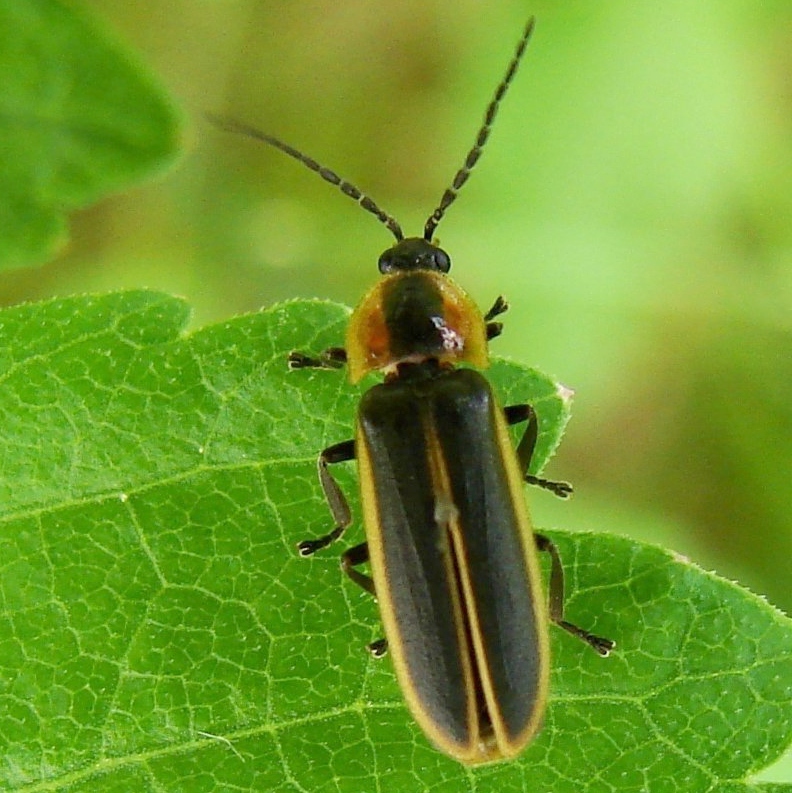 Silent firefly from Cross Plains, WI 53528, USA on June 4, 2007 at 05: ...
