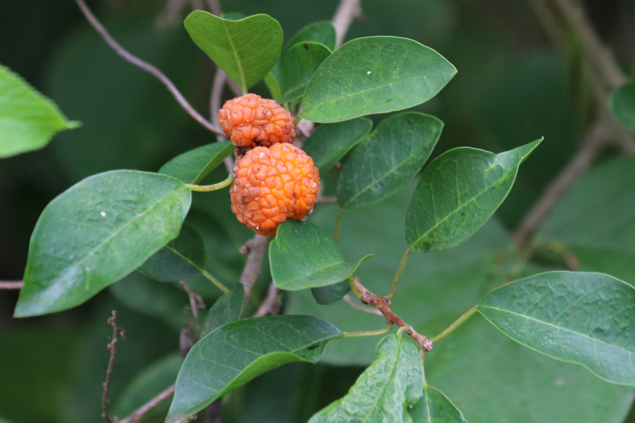 Maclura cochinchinensis (Lour.) Corner