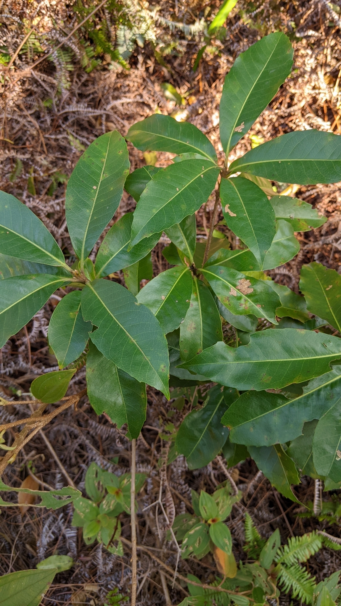 Schima superba Gardner & Champ.