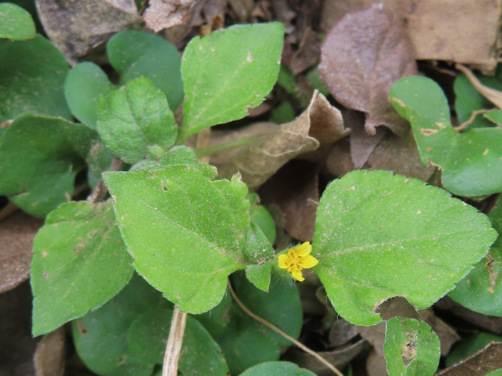 straggler daisy from Roma Bluffs WBC, Roma, Starr Co., TX on January 26 ...