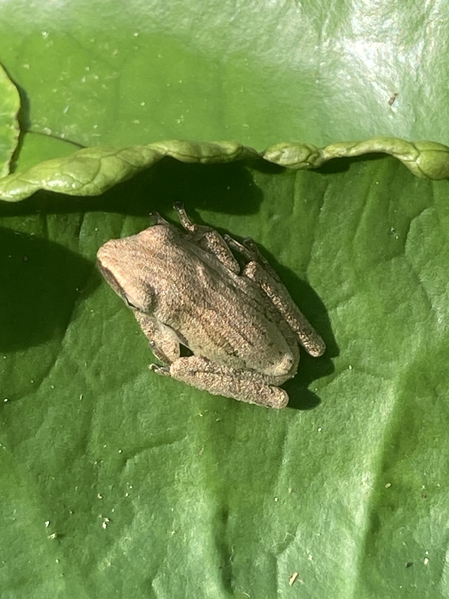 Polypedates leucomystax (Gravenhorst, 1829)