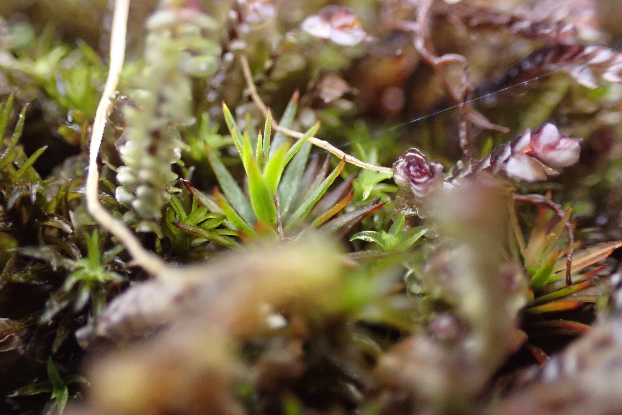 Pogonatum urnigerum Palisot de Beauvois, 1805