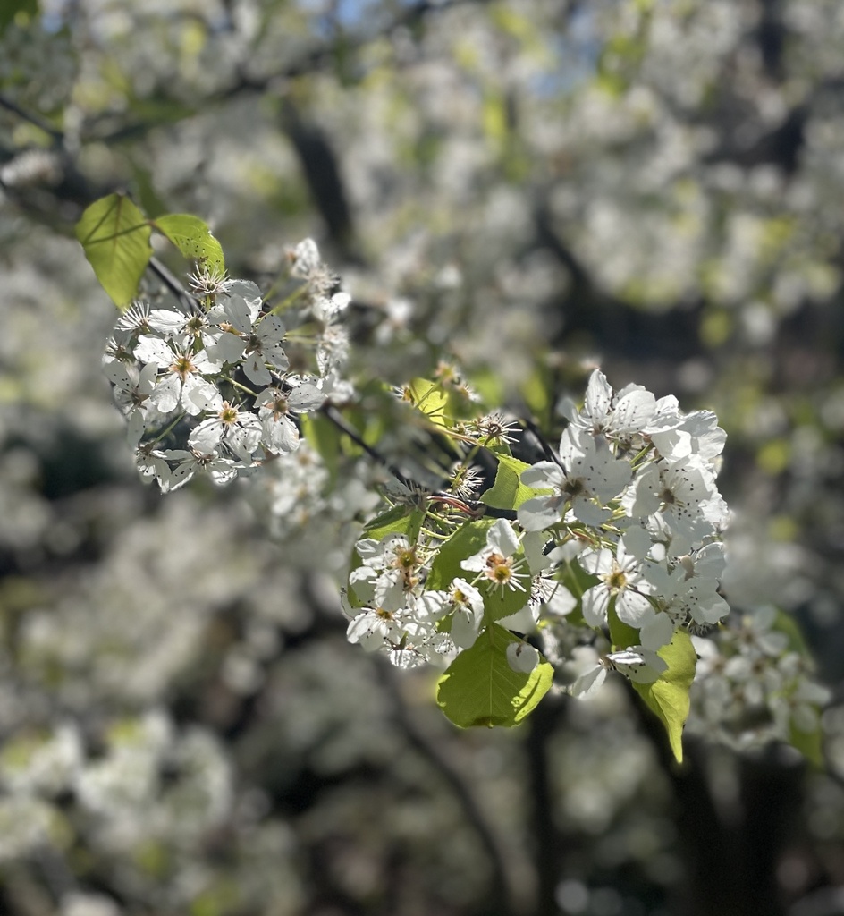 Callery Pear (Pyrus calleryana calleryana) - Botanical Realm