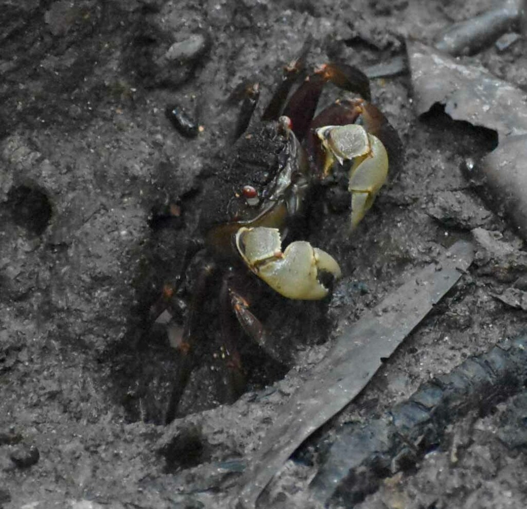 Tioman crab from Cairns - Northern Suburbs, AU-QL, AU on December 31 ...