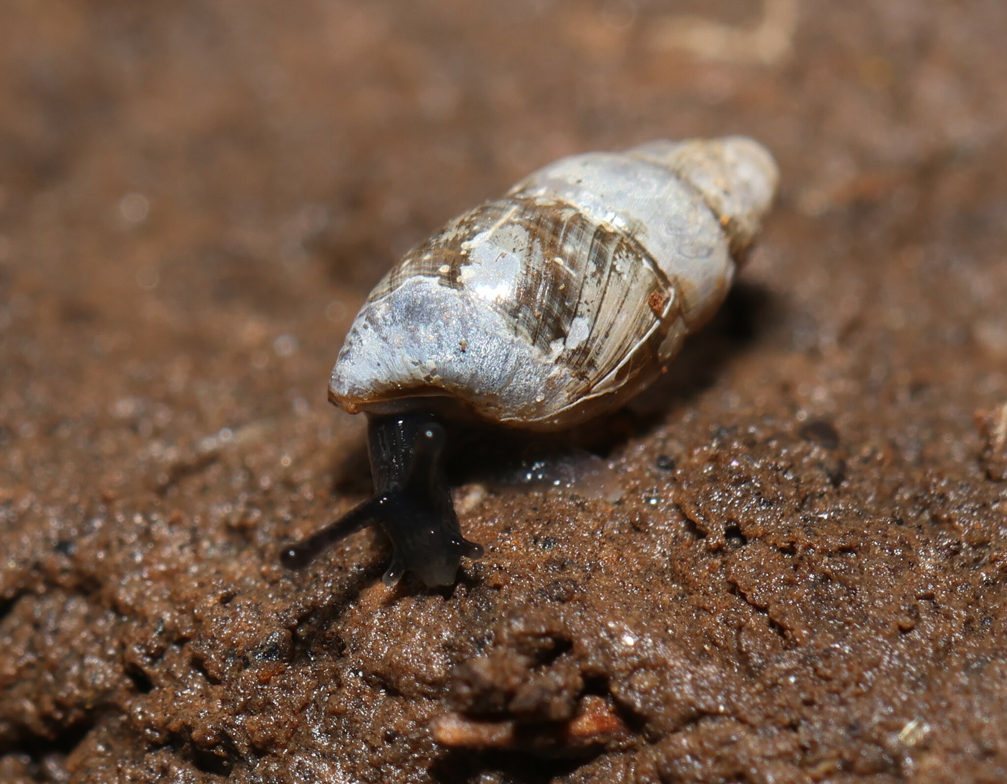 Cochlicopa A.Férussac, 1821