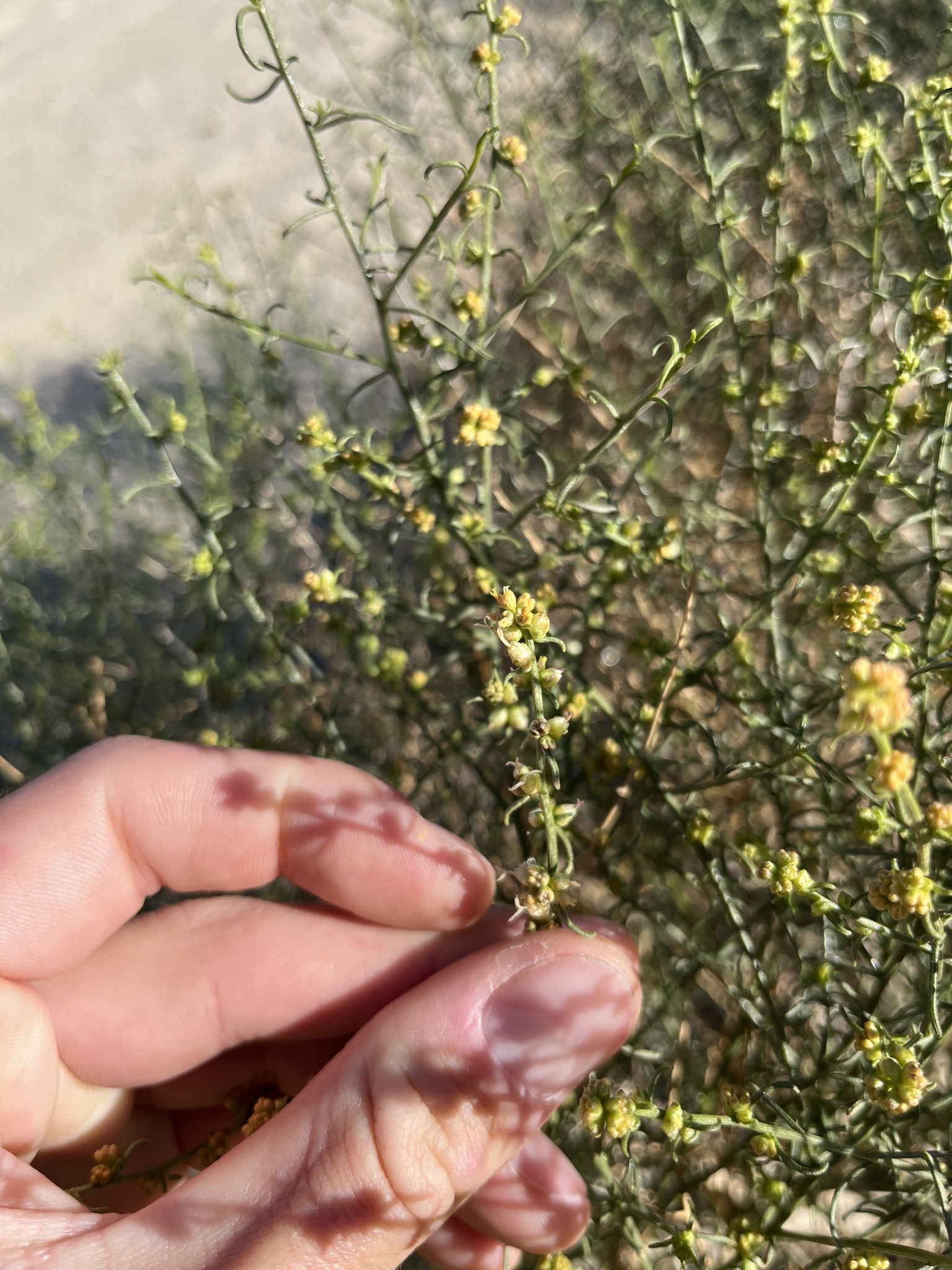 Ambrosia salsola (Torr. & A.Gray) Strother & B.G.Baldwin