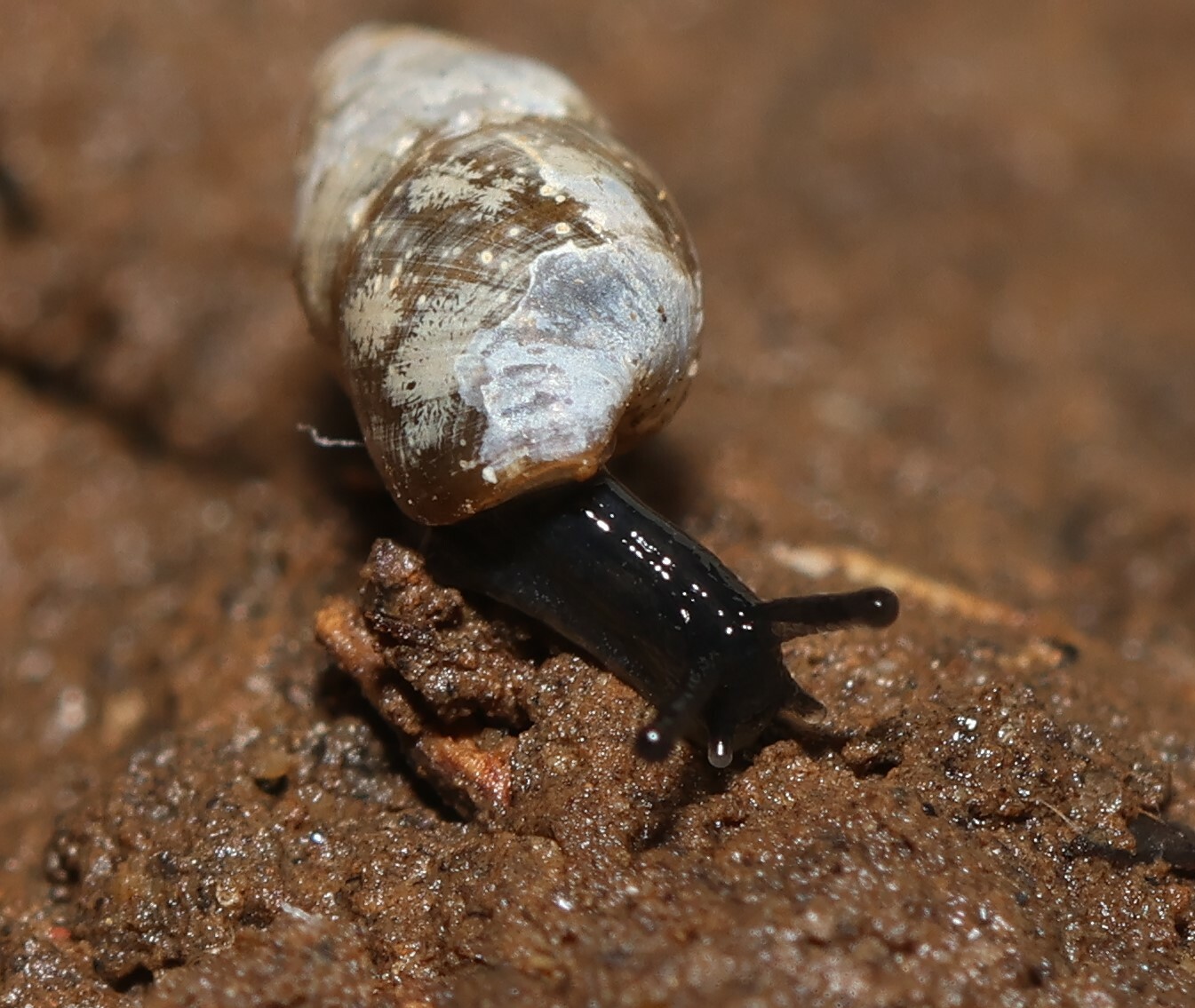 Cochlicopa A.Férussac, 1821