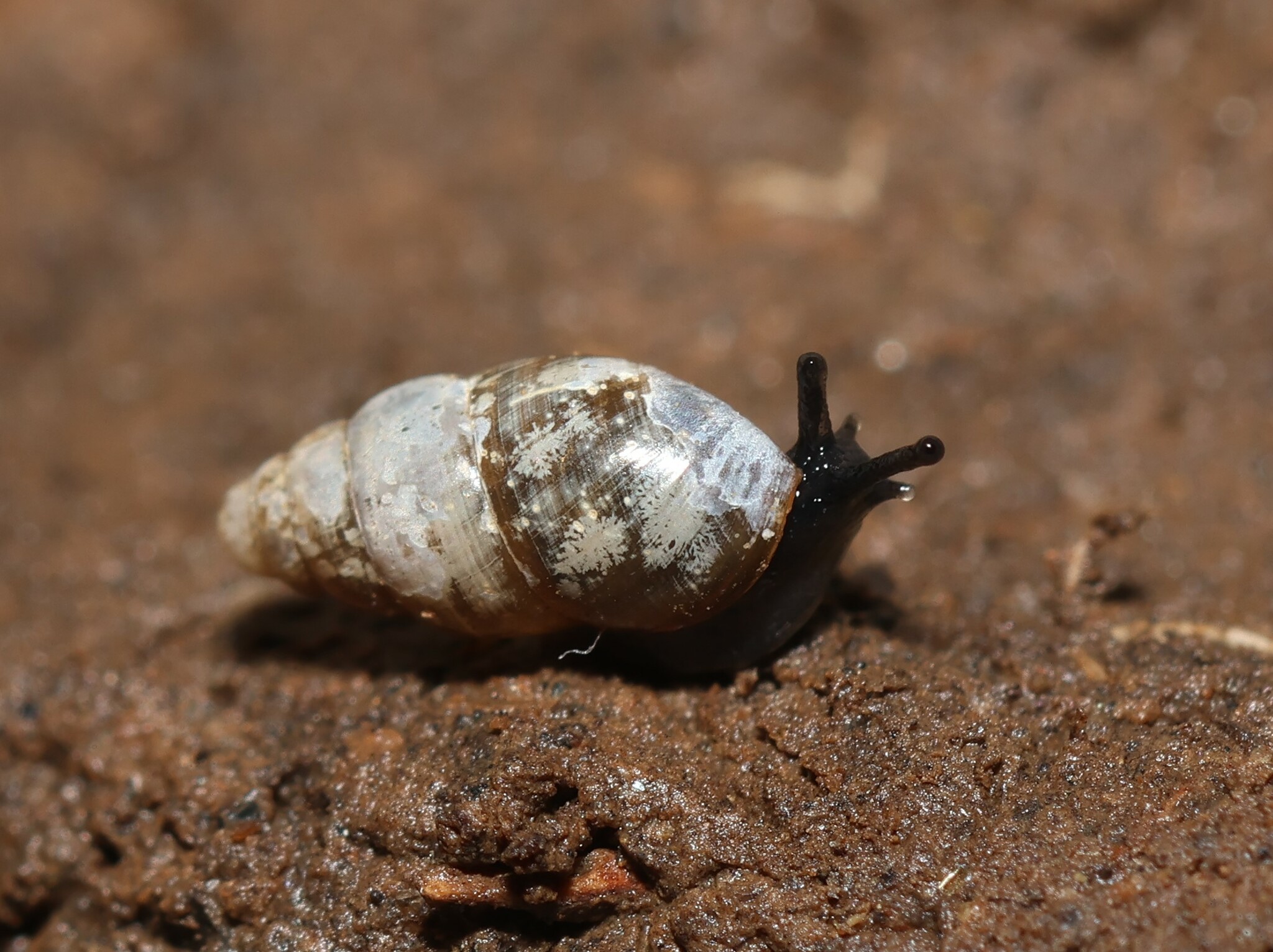 Cochlicopa A.Férussac, 1821