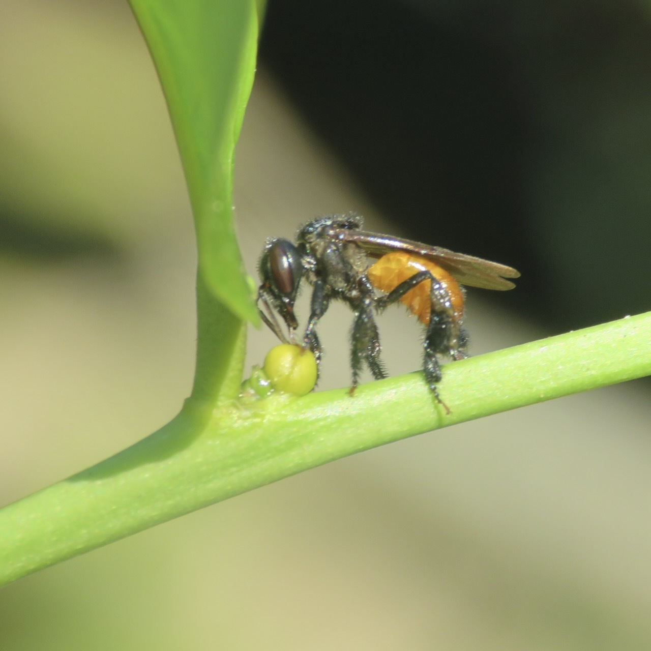Trigona fulviventris Guérin-Méneville, 1844